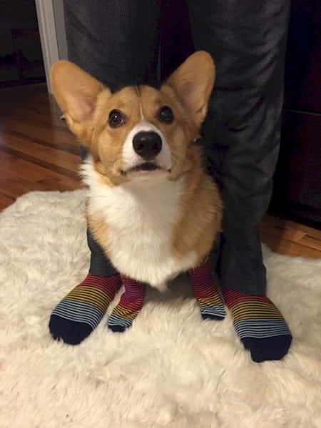 14 Cute Sock-Wearing Dogs You'll Want To Hug