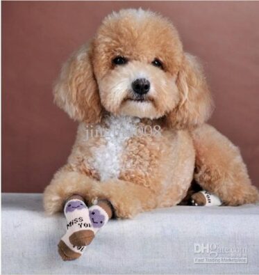 14 Cute Sock-Wearing Dogs You'll Want To Hug