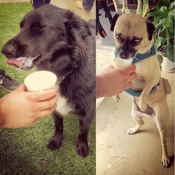 The 'Puppacino' Is The Newest Craze For Dogs In Australia