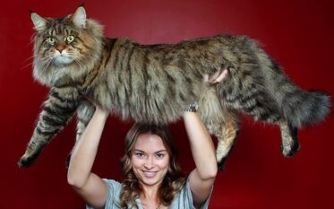 15 Maine Coon Cats That Dwarf Your Average Household Kitty