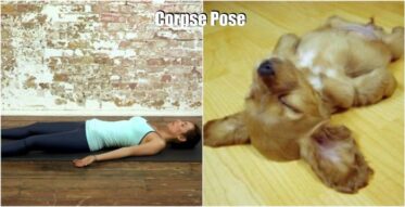 18 Super Cute Animals Practicing Their Yoga Moves