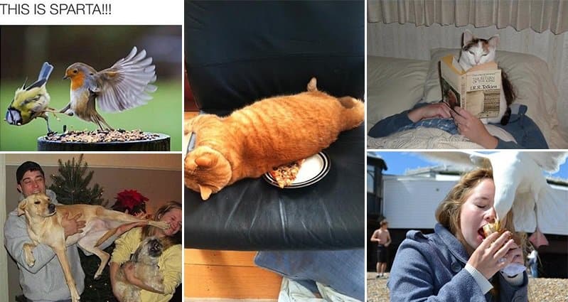 12 Photos That Prove Animals Can Be Jerks - Part 1