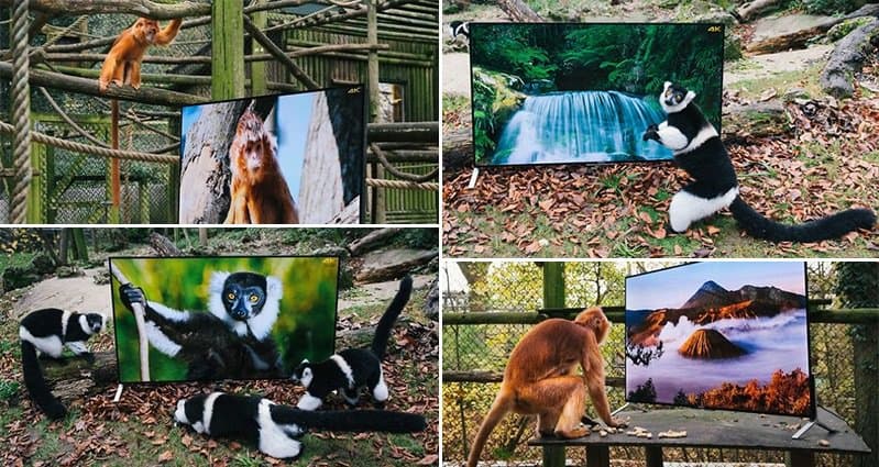 These Animals Have Been Watching HD TVs To Help Reintroduce Them To The ...