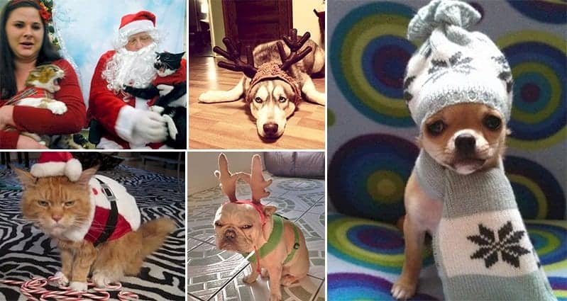15 Grumpy Pets Who Just Aren't Feeling The Holidays