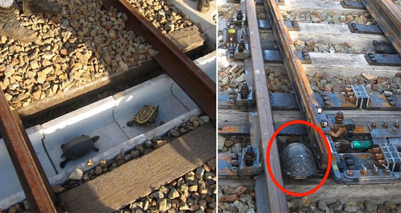 This Railway Company In Japan Built Special Tunnels Specifically For Turtles