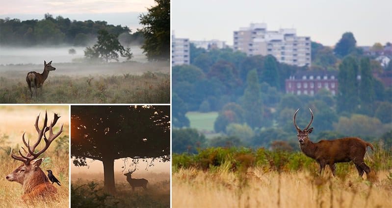 These Amazing Wild Deer Live In The Middle Of London