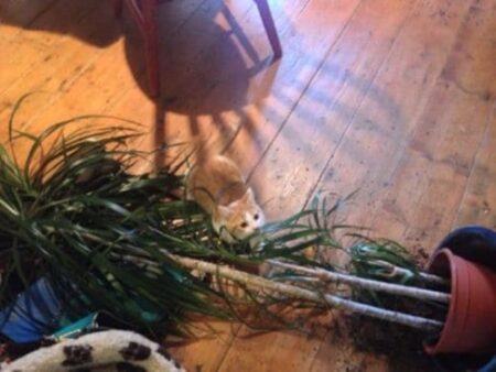 12 Photos That Prove Animals Can Be Jerks - Part 1