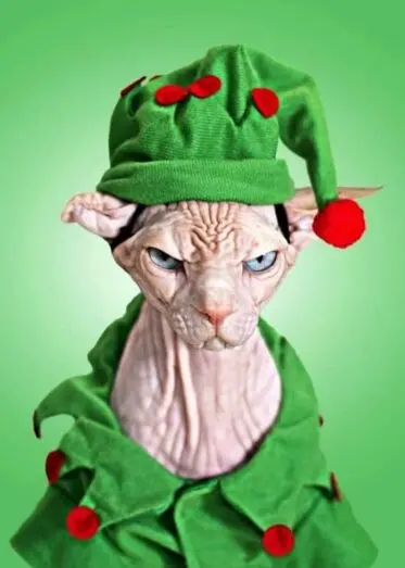 13 Super Cute Animals All Dressed Up For Christmas