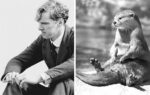 12 Images That Prove Benedict Cumberbatch Is Really Just An Otter In ...