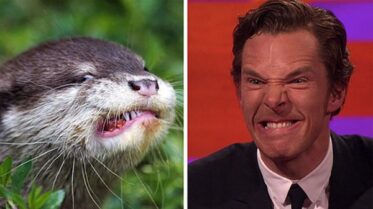 12 Images That Prove Benedict Cumberbatch Is Really Just An Otter In ...