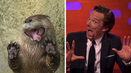 12 Images That Prove Benedict Cumberbatch Is Really Just An Otter In ...