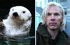 12 Images That Prove Benedict Cumberbatch Is Really Just An Otter In ...