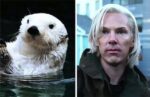 12 Images That Prove Benedict Cumberbatch Is Really Just An Otter In ...