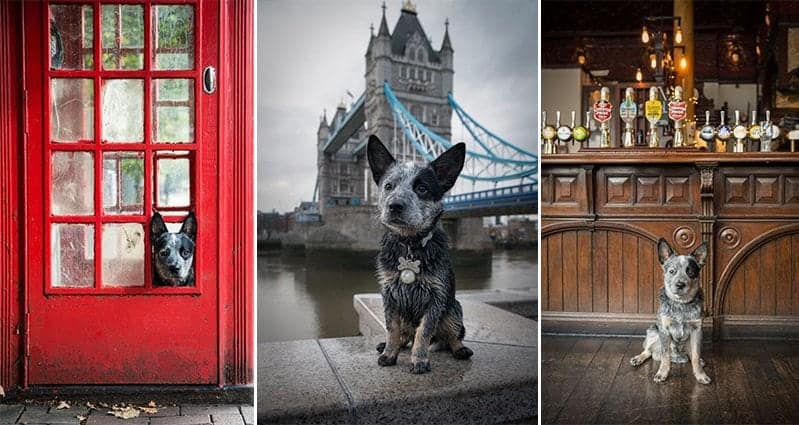 The Exciting Adventures Of 'Rupert' The Australian Cattle Dog In London