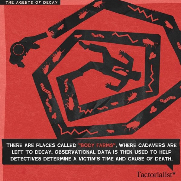 11 Fascinating Facts About Rot And Decay That You Probably Didn't Know