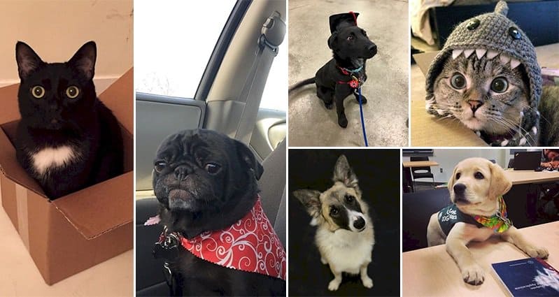 16 Confused Animals That Clearly Don't Understand What's Going On