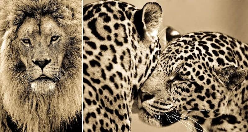 The Incredible Results Of A Decade Photographing Big Cats