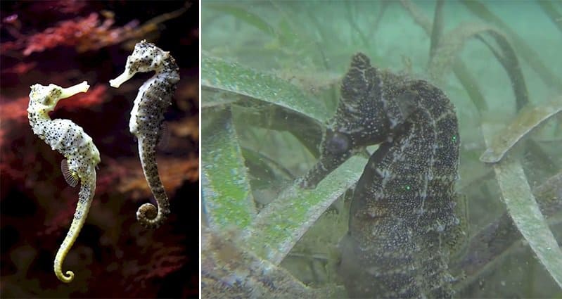 This Footage Of A Pregnant Male Seahorse Is A Must See As It's Truly ...
