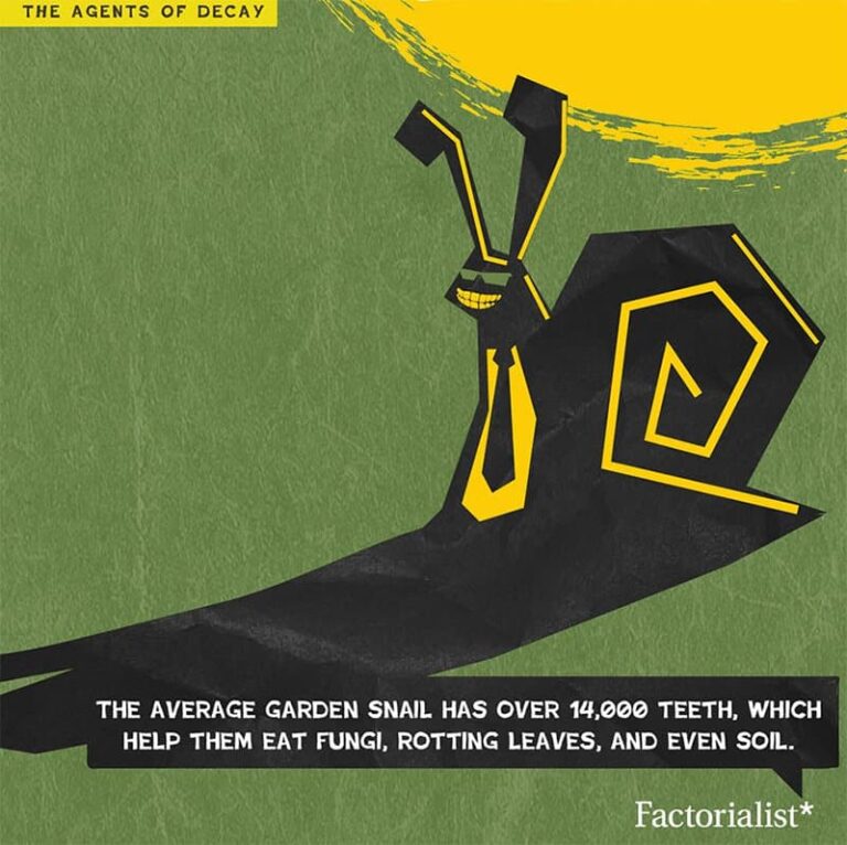 11 Fascinating Facts About Rot And Decay That You Probably Didn't Know