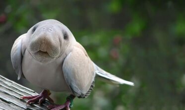 14 Weird And Wonderful Animal Hybrids - Part 1