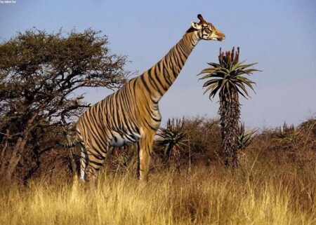14 Weird And Wonderful Animal Hybrids - Part 1