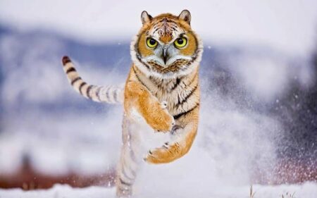 14 Weird And Wonderful Animal Hybrids - Part 1