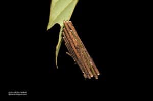 7 Mysterious Tiny Structures Created By Insects