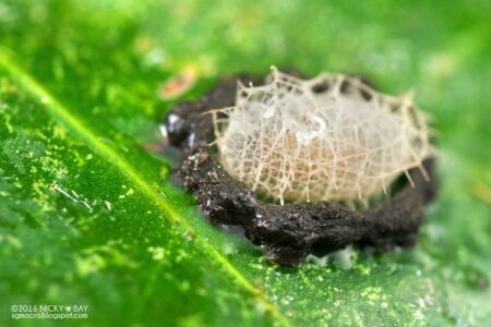 7 Mysterious Tiny Structures Created By Insects