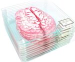 Brain Specimen Coasters