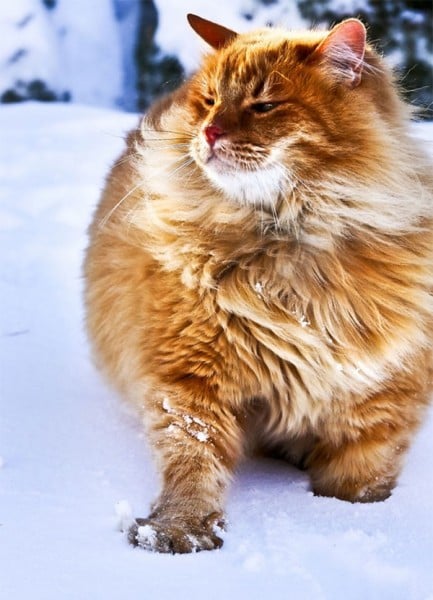 14 Of The Fluffiest Cats You've Ever Seen - Part 2