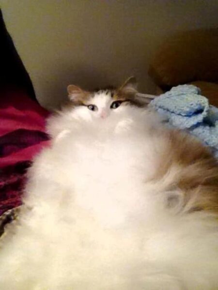 14 Of The Fluffiest Cats You've Ever Seen - Part 2