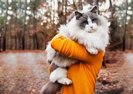 14 Of The Fluffiest Cats You've Ever Seen - Part 2
