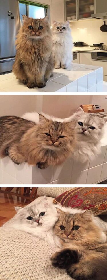 14 Of The Fluffiest Cats You've Ever Seen - Part 2