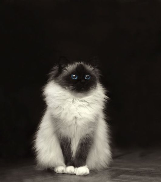 14 Of The Fluffiest Cats You've Ever Seen - Part 2