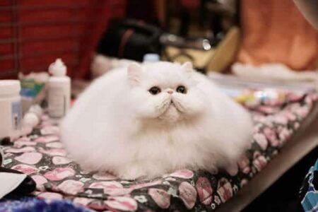 14 Of The Fluffiest Cats You've Ever Seen - Part 2