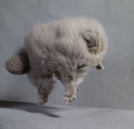 15 Of The Fluffiest Cats You've Ever Seen - Part 1