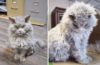 15 Of The Fluffiest Cats You've Ever Seen - Part 1