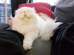 15 Of The Fluffiest Cats You've Ever Seen - Part 1