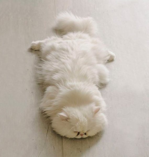 15 Of The Fluffiest Cats You've Ever Seen - Part 1