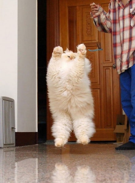 15 Of The Fluffiest Cats You've Ever Seen - Part 1