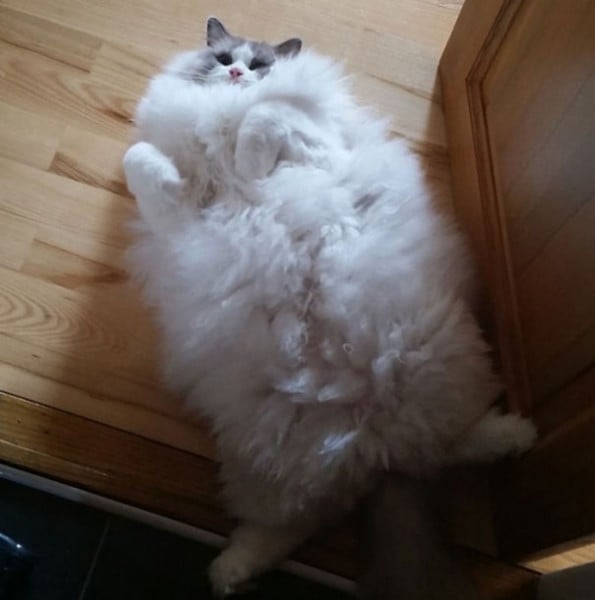 15 Of The Fluffiest Cats You've Ever Seen - Part 1