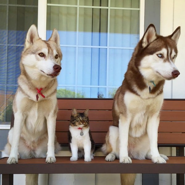 These Huskies And Their Adopted Cat Best Friend Will Melt Your Heart