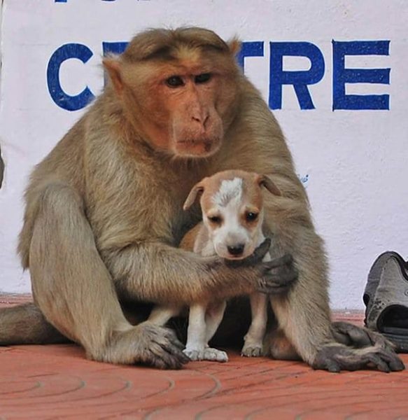 This Protective And Adorable Monkey Adopted A Puppy With Heartwarming ...