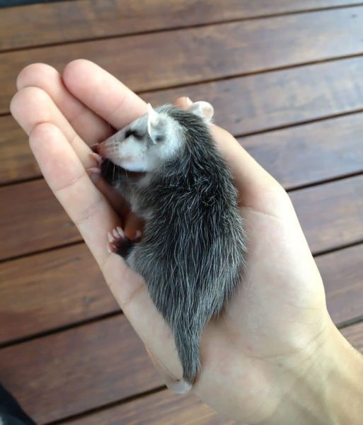 15 Incredibly Cute Photos Of Possums And Opossums