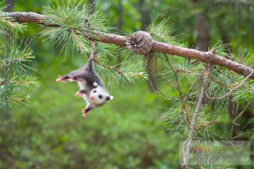 15 Incredibly Cute Photos Of Possums And Opossums
