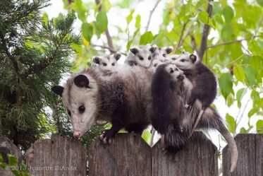 15 Incredibly Cute Photos Of Possums And Opossums