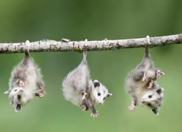 15 Incredibly Cute Photos Of Possums And Opossums