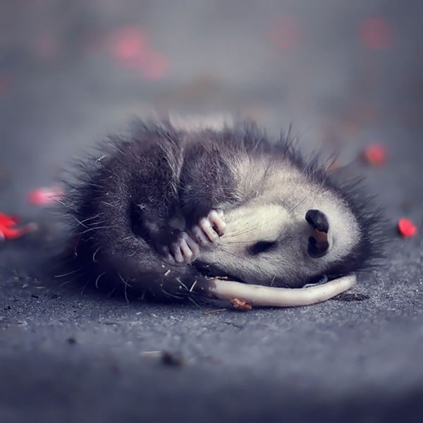 15 Incredibly Cute Photos Of Possums And Opossums