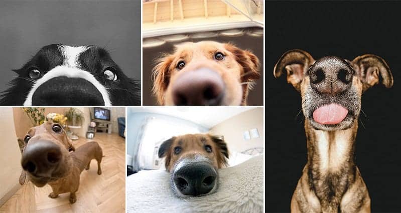 13 Adorable Nosy Dogs That You'll Want In Your Business
