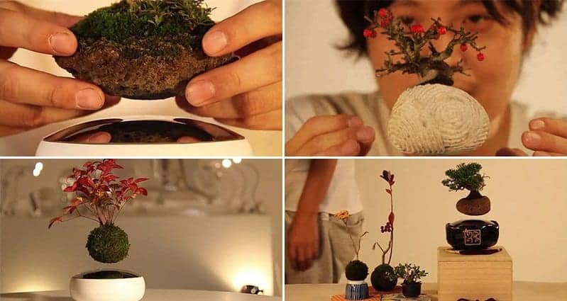 These Amazing New Floating Bonsai Trees Are Perfect For Your Home
